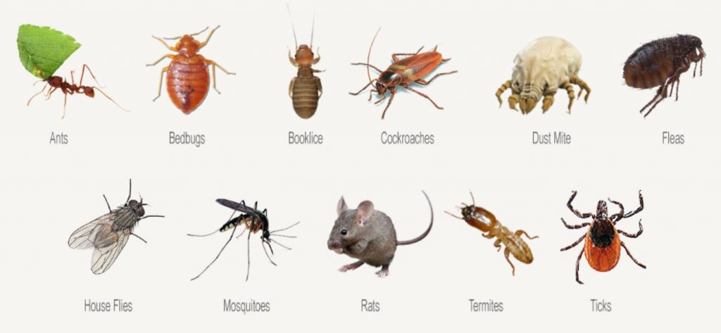 Find the Best Pest Control